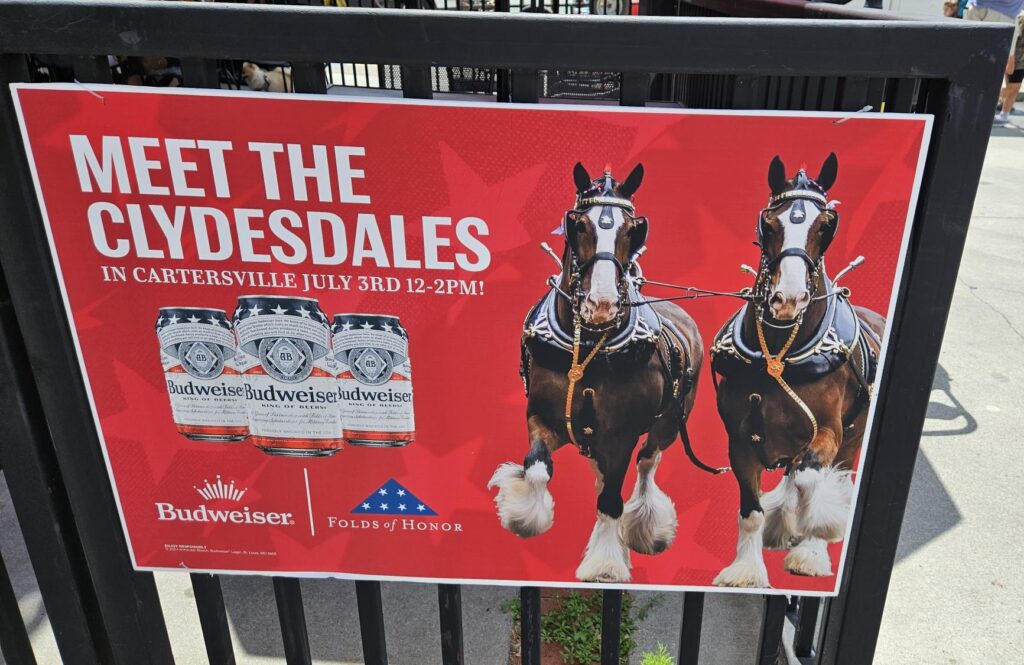 The Budweiser Clydesdales Come to Town